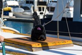 Gull-Cat cat Decoy Scares Birds keep birds away from boats- Gull cat