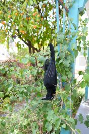 Dead Crow Bird Scare Decoy- Scare crows Dead crow bird deterrent